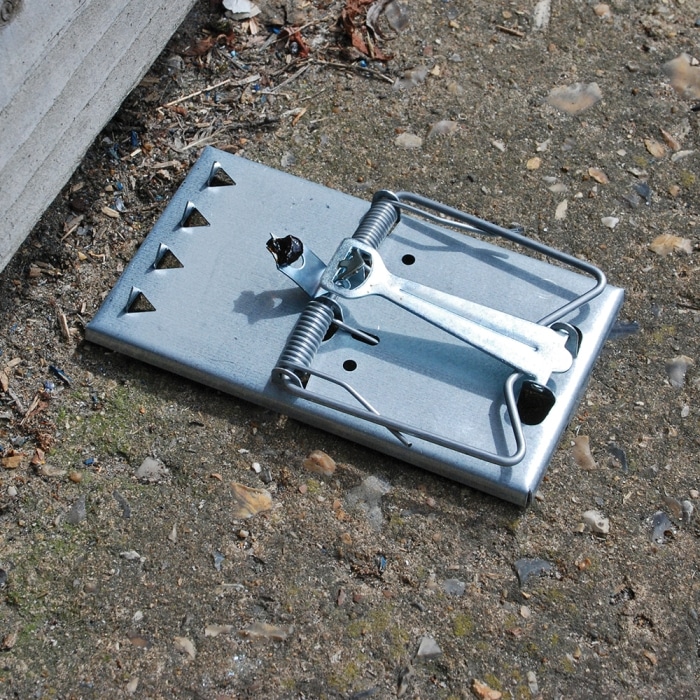 Selfset Rat Trap British Made